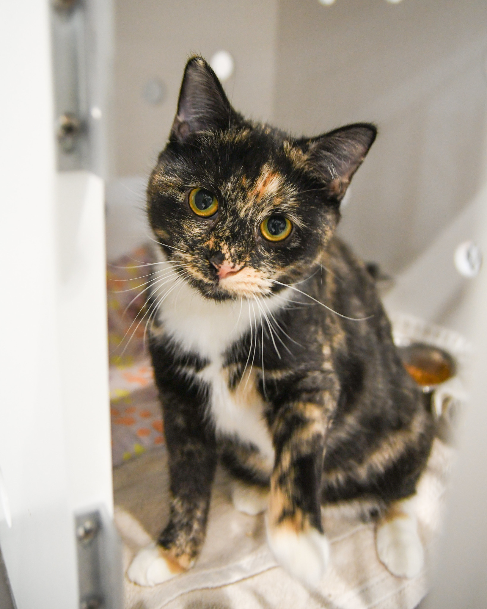 Piper – Tabby's Place