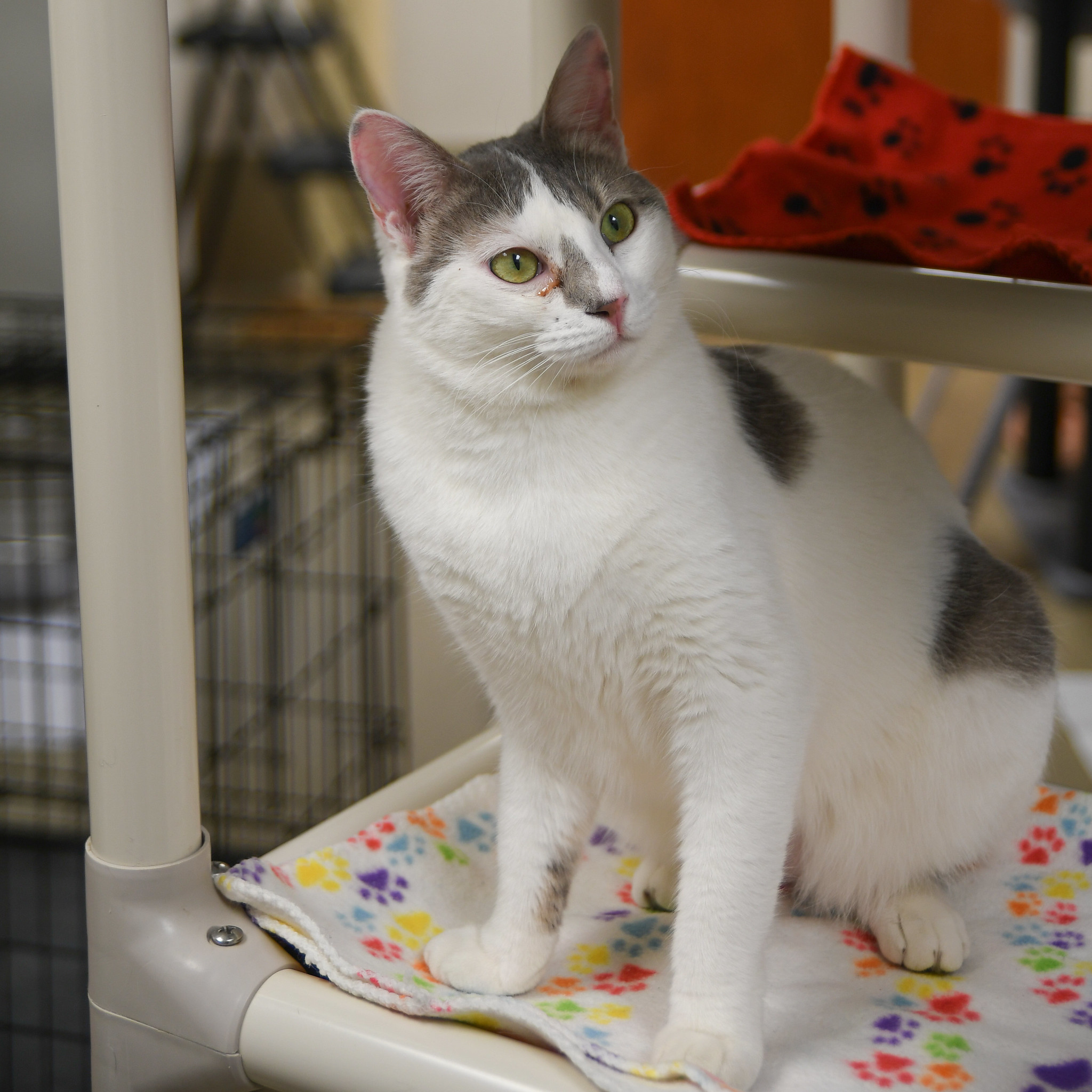 Winona – Tabby's Place