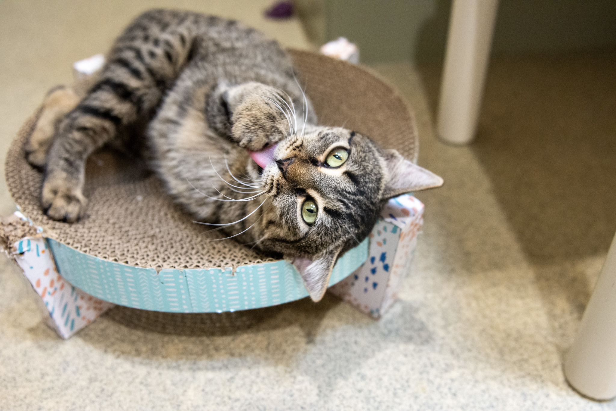 Raisin – Tabby's Place