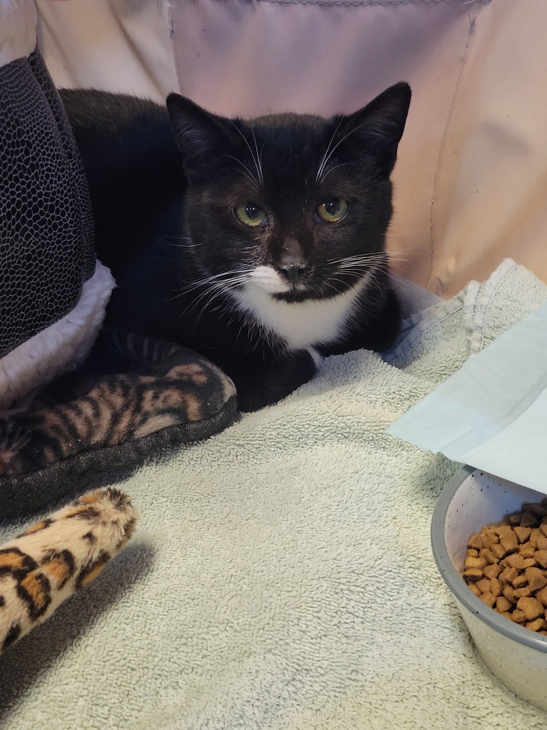 Lincoln – Tabby's Place