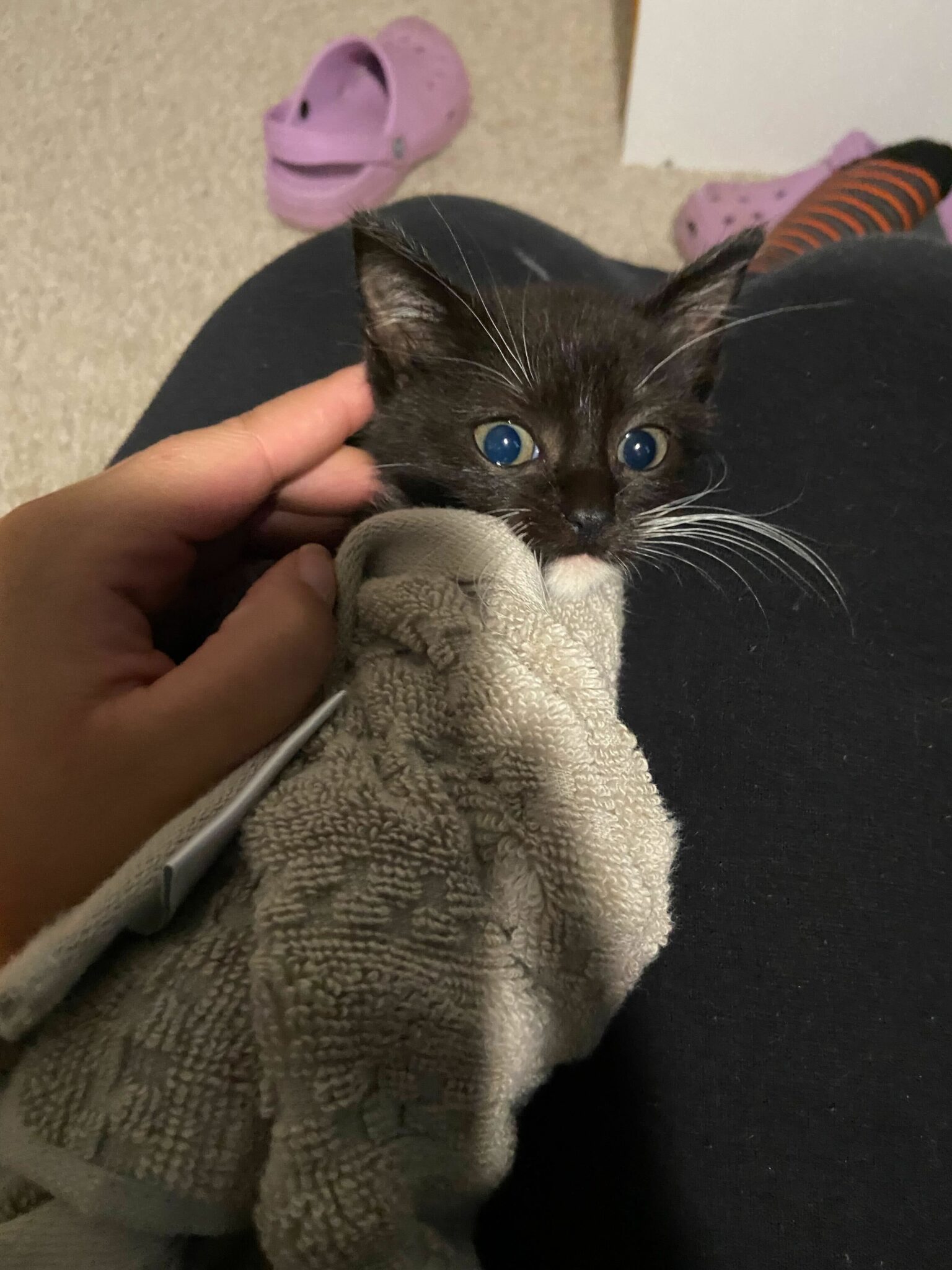 Univocal – Tabby's Place