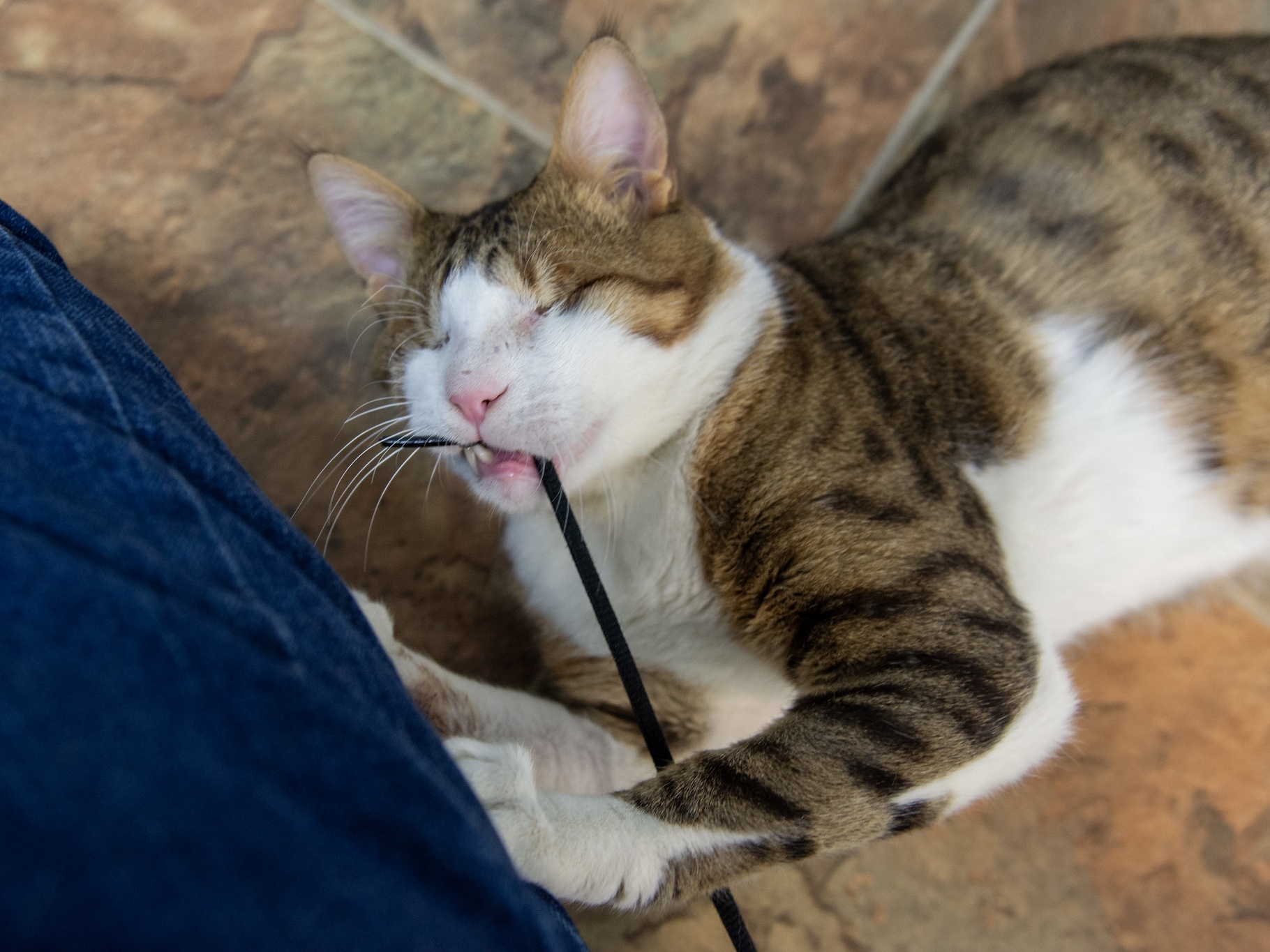 Pol – Tabby's Place