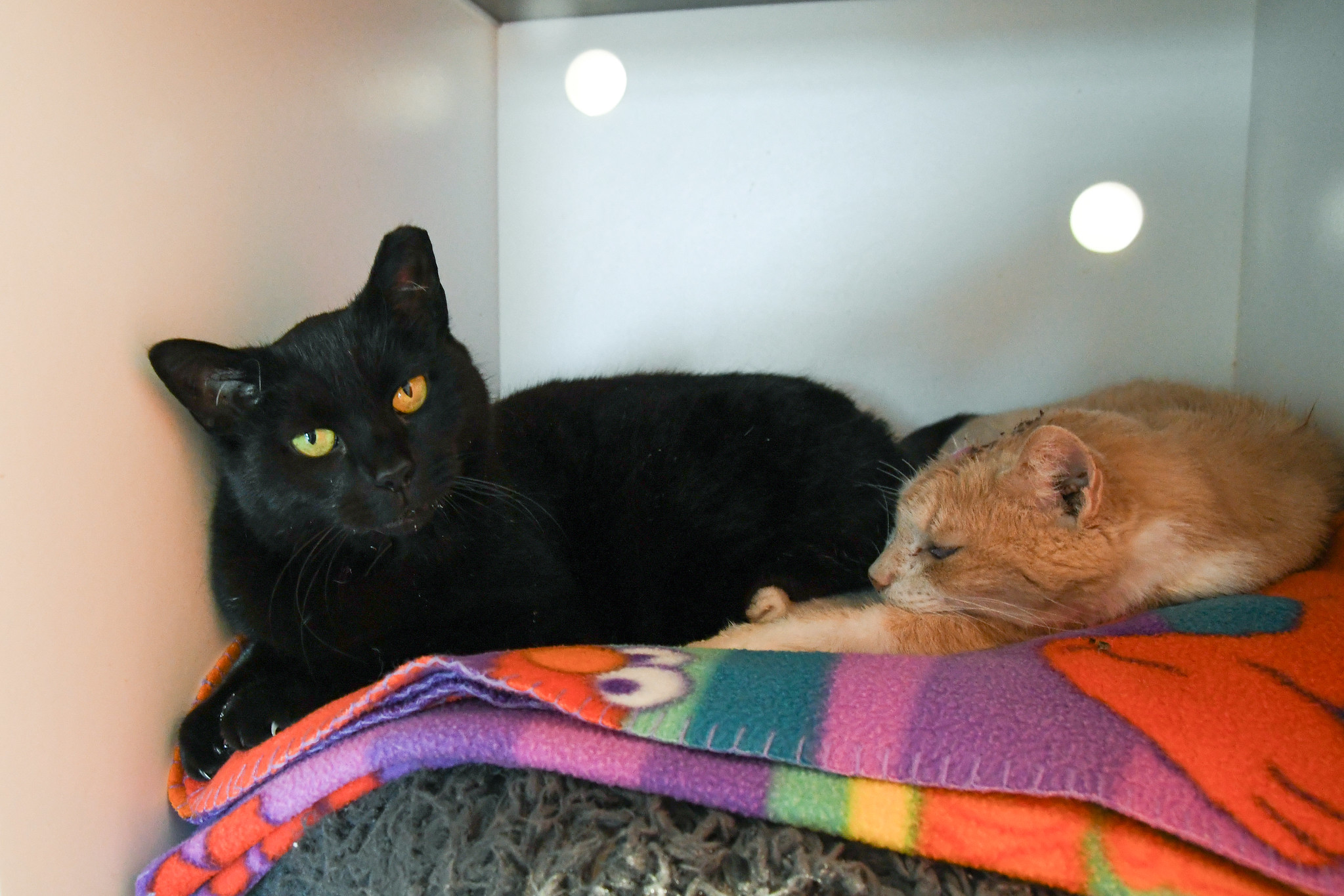 Batty – Tabby's Place