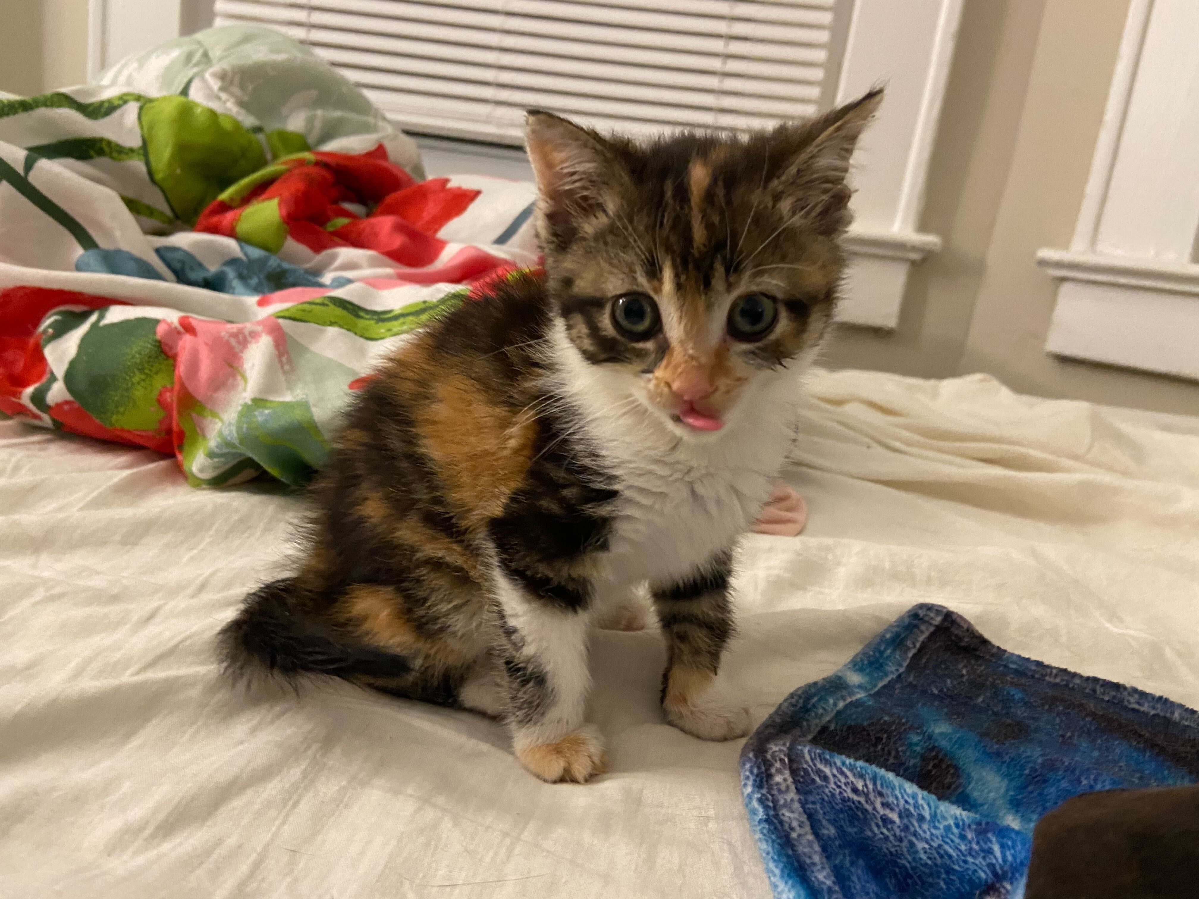 Surprise – Tabby's Place