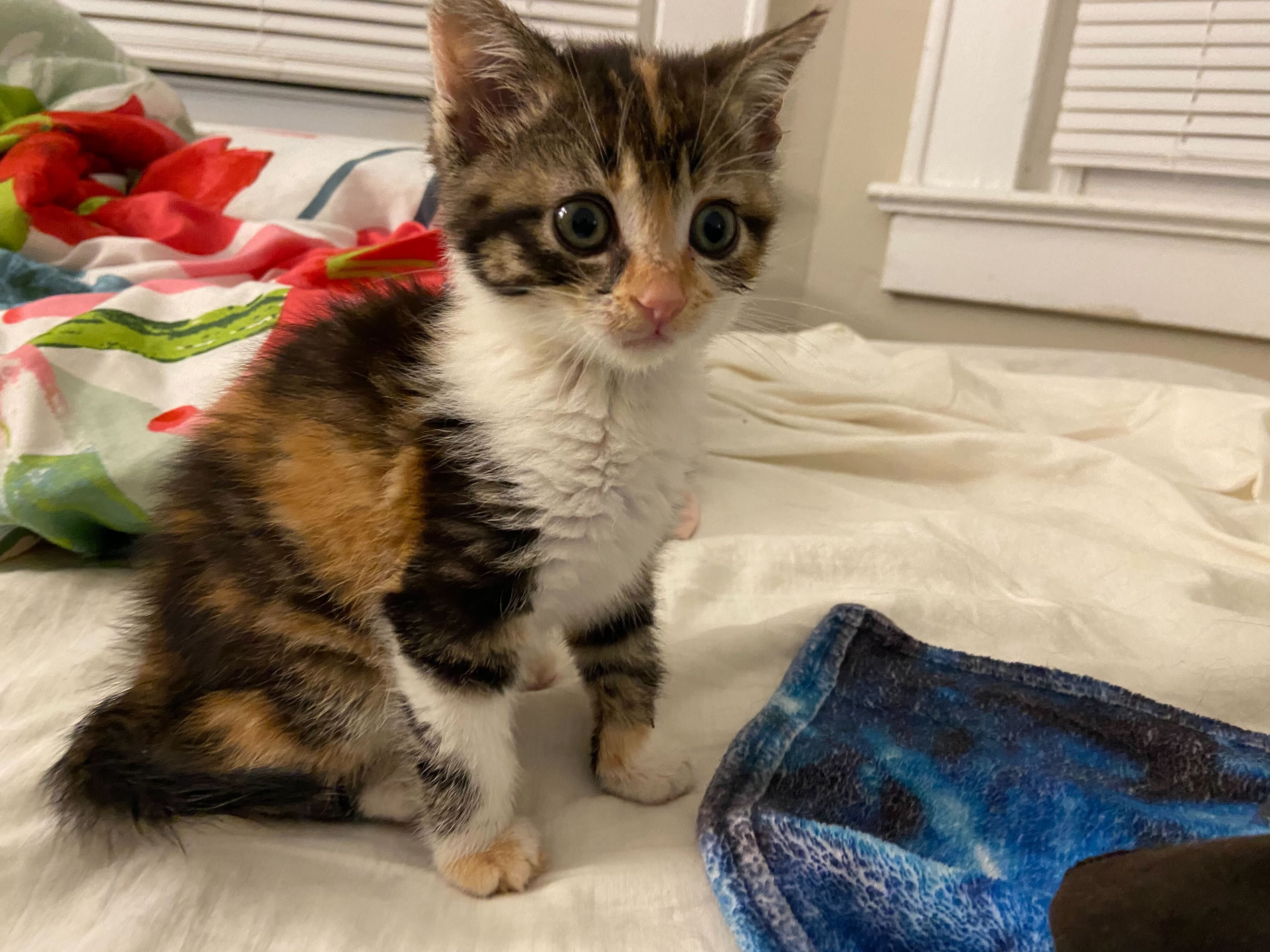 Surprise – Tabby's Place